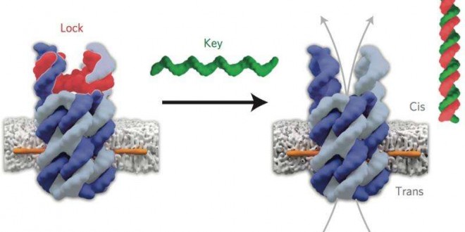 DNA 'building blocks' pave the way for improved drug delivery - Tutevilla